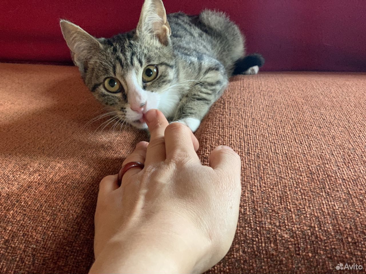 Кошечка Нафаня примерно 4 месяца в добрые руки