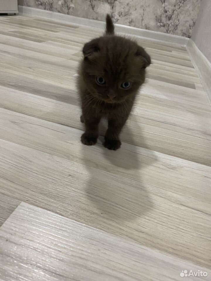 Шотландские вислоухие котята