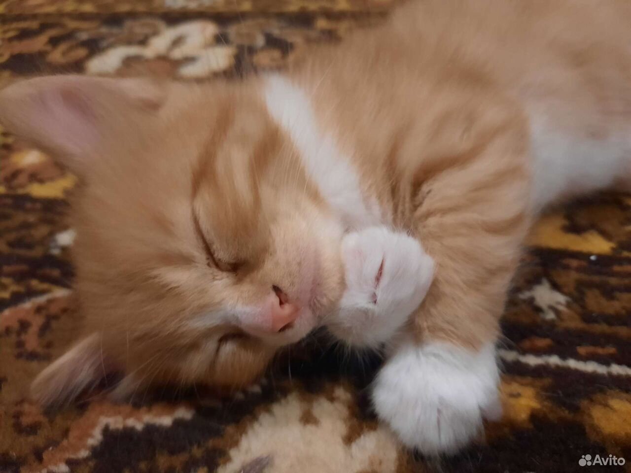 Кошка