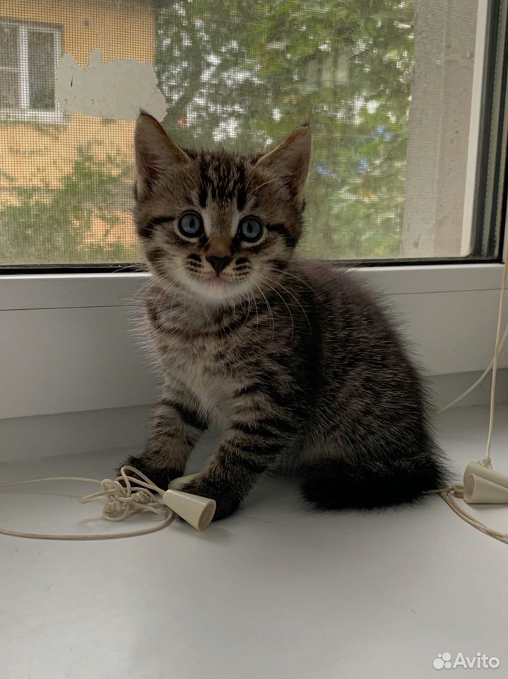 В добрые руки котёнка
