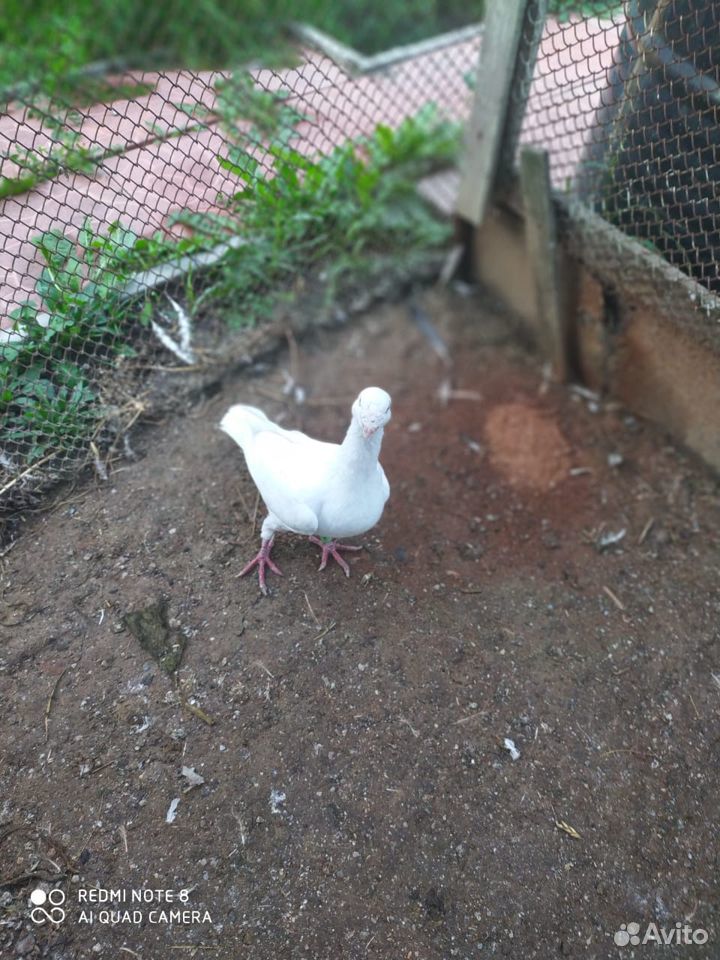 Почтовые голуби