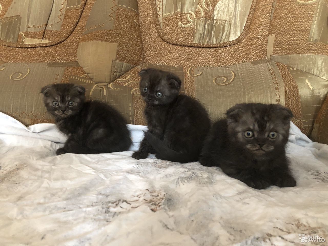 Шикарный окрас чёрный дым на серебре