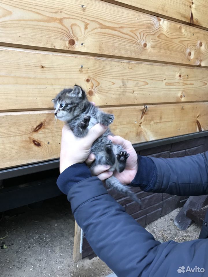 Котёнок черепаший окрас полосатый