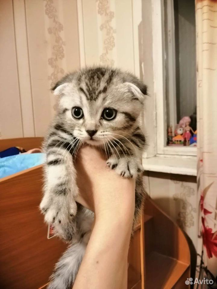 Шотландская