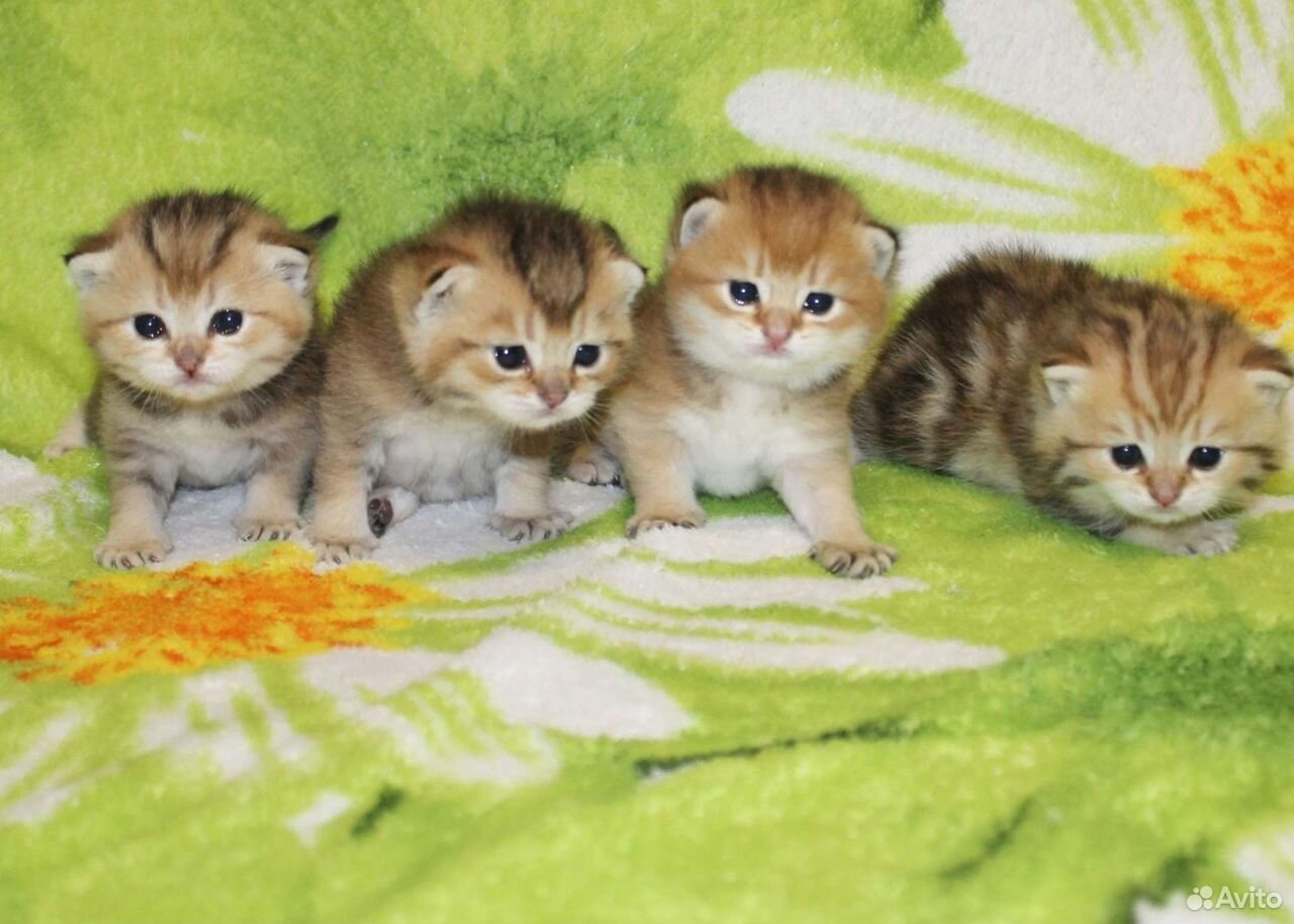 Котята золотые шиншиллы