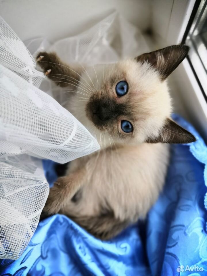 Котята