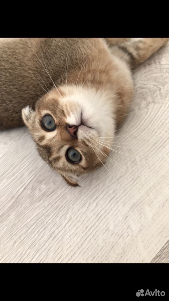 Шотландский вислоухий мальчик