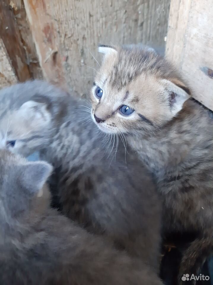 Котята