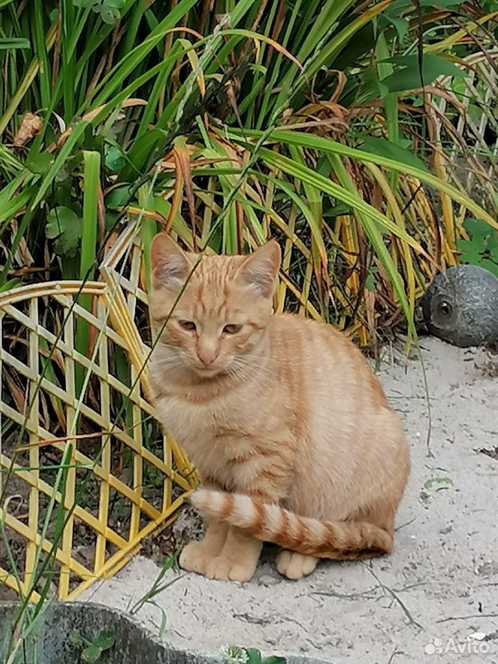 Кот маленький (котёнок)