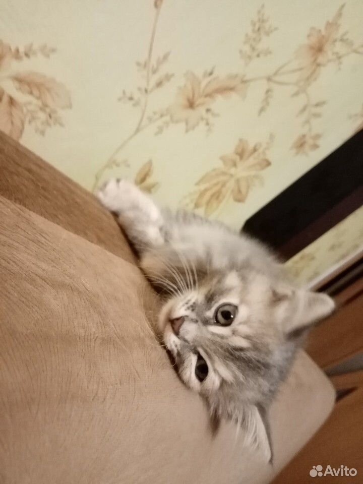 Котёнок