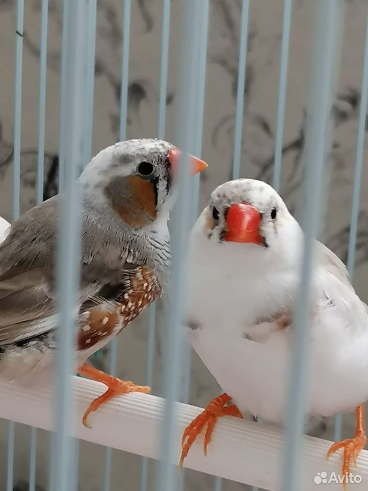 Амадины зебровые