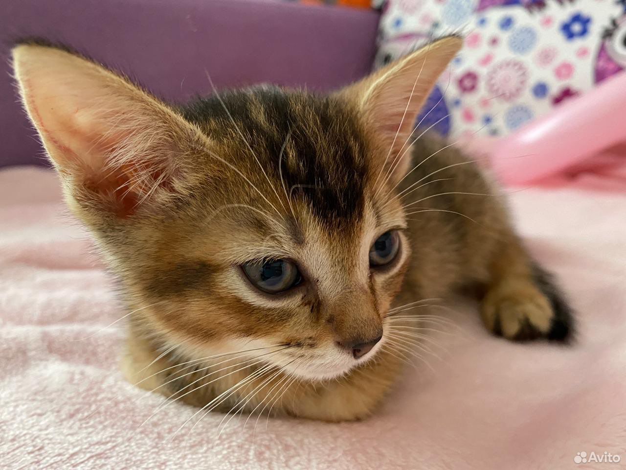 Абиссинский котёнок