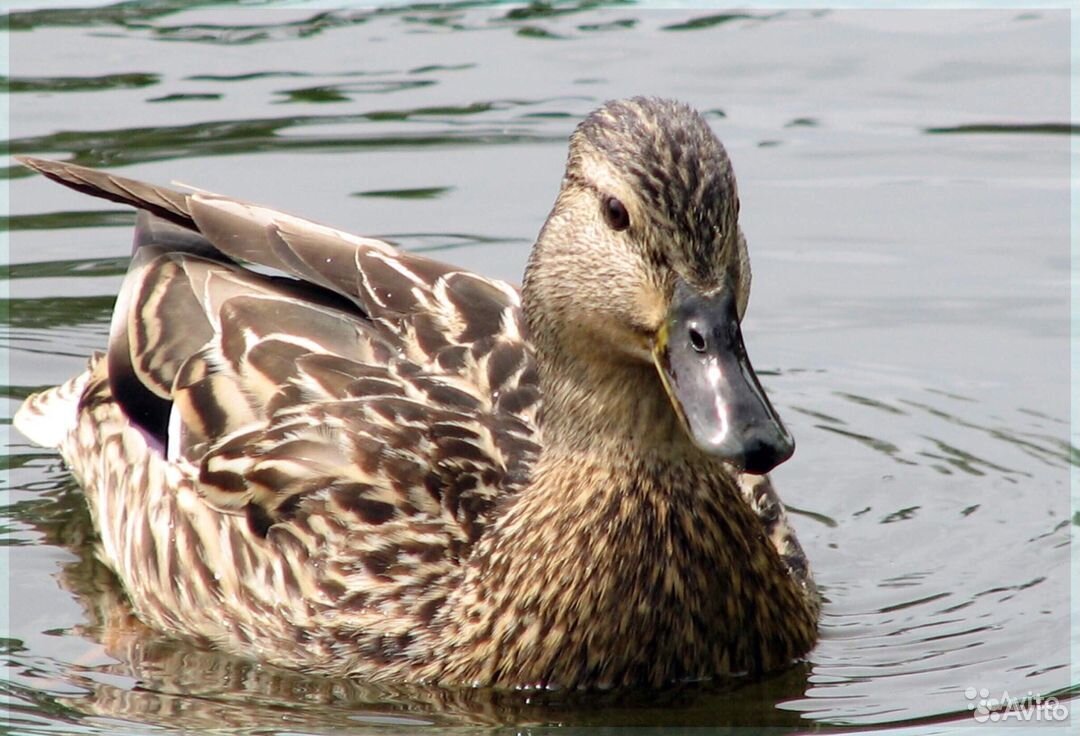 Подсадные утки