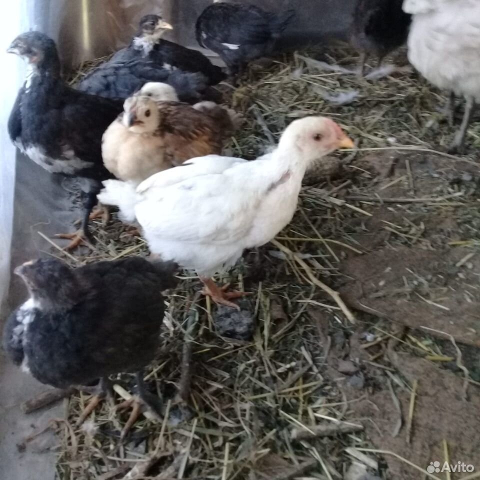 Цыплята деревенская