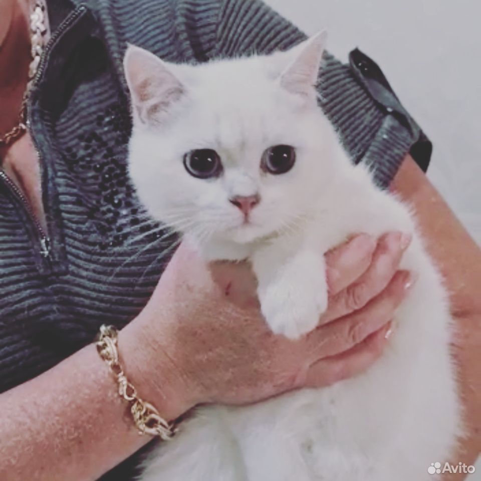Голубоглазая британочка