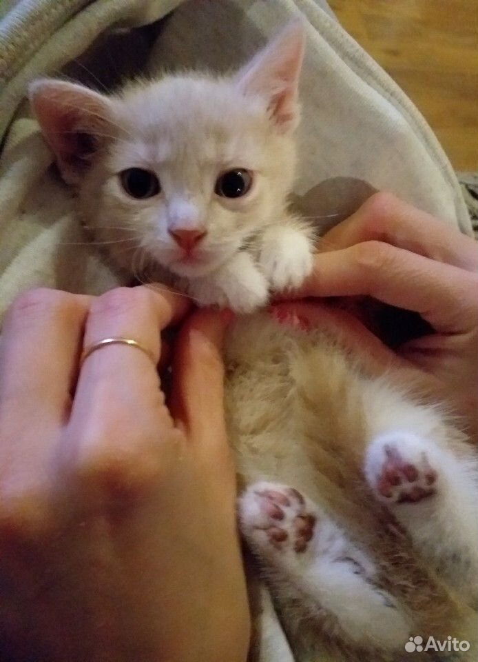 Котята ждут своих хозяев