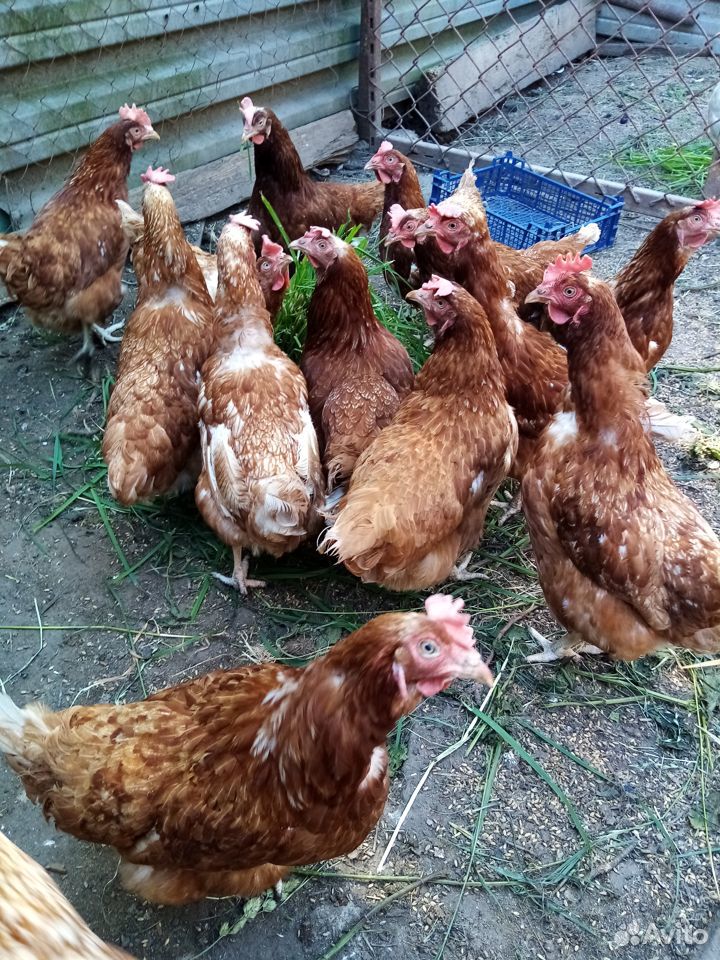 Куры несушки