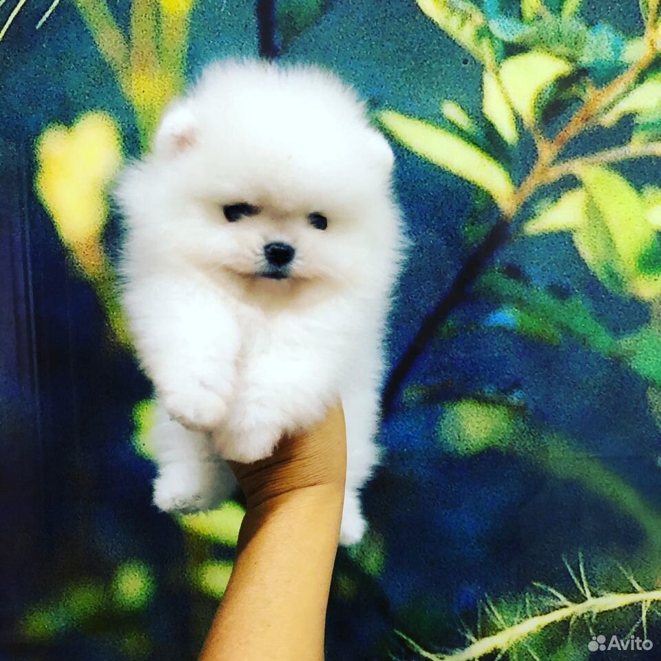 Померанская мини кукла