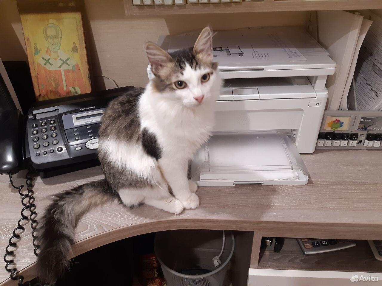 Котенок Филя
