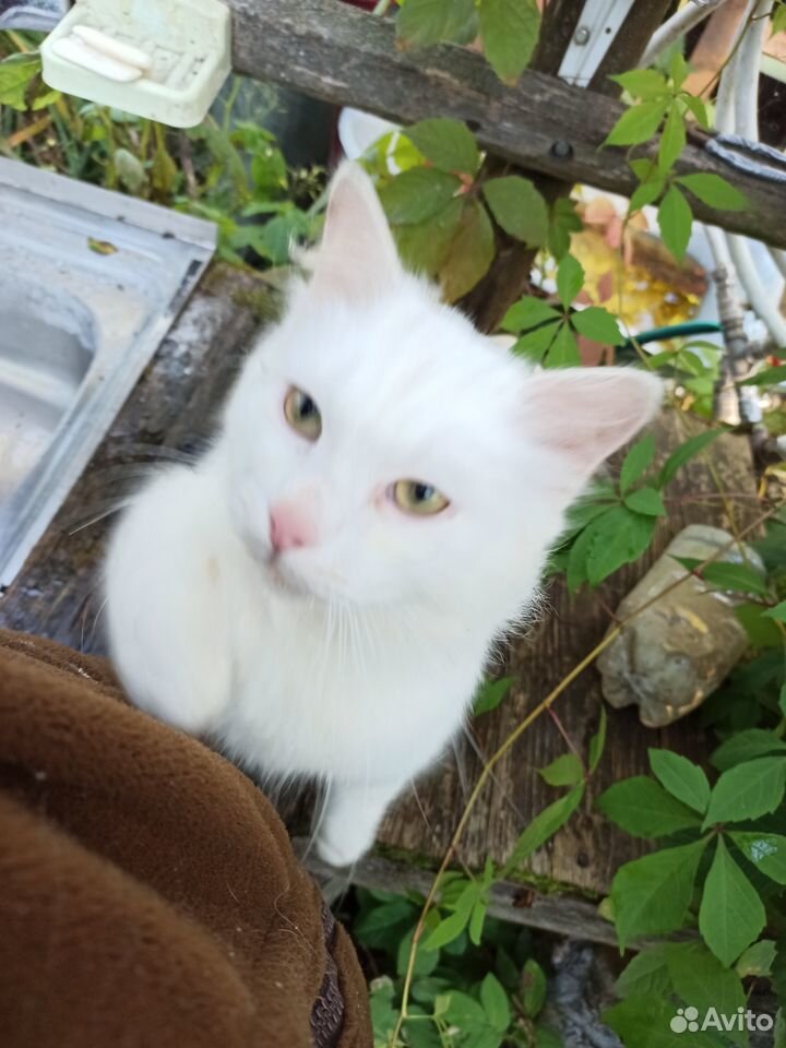 Кот ищет дом