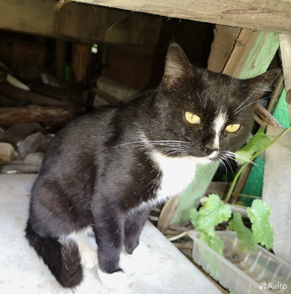 Черного кота бросили дачники