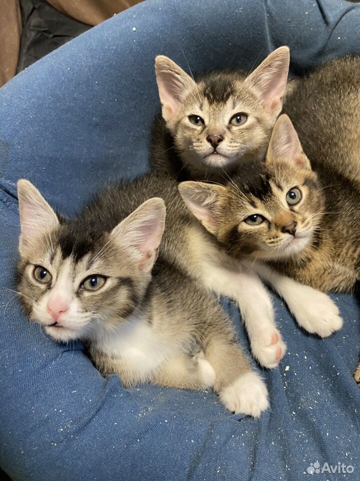 Котята в добрые и любящие руки