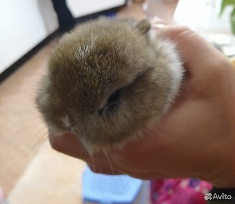 Нидерландский карликовый кролик. Дата рождения 29