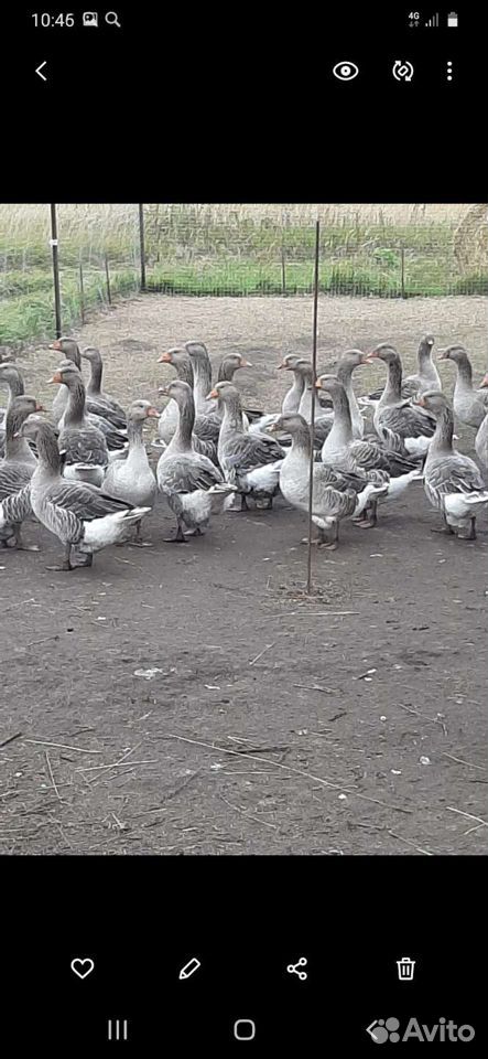 Гуси Крупные Серые на племя