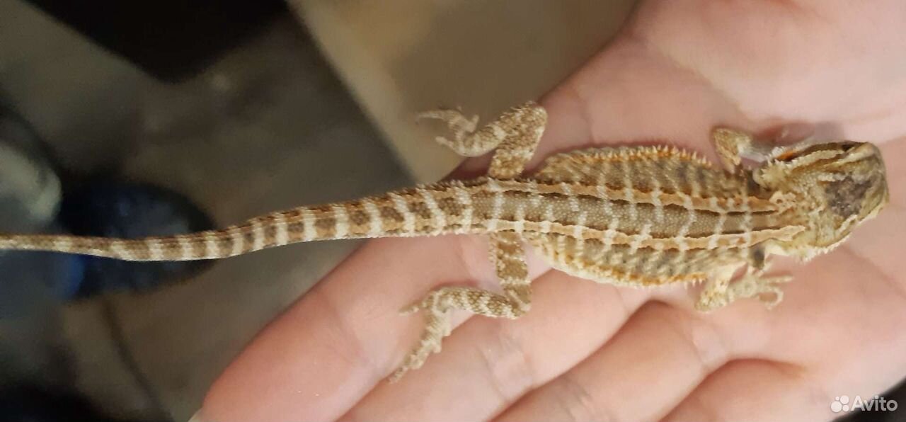 Бородатая Агама