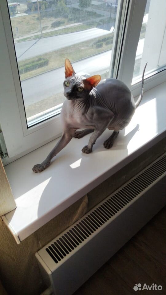 Канадский сфинкс