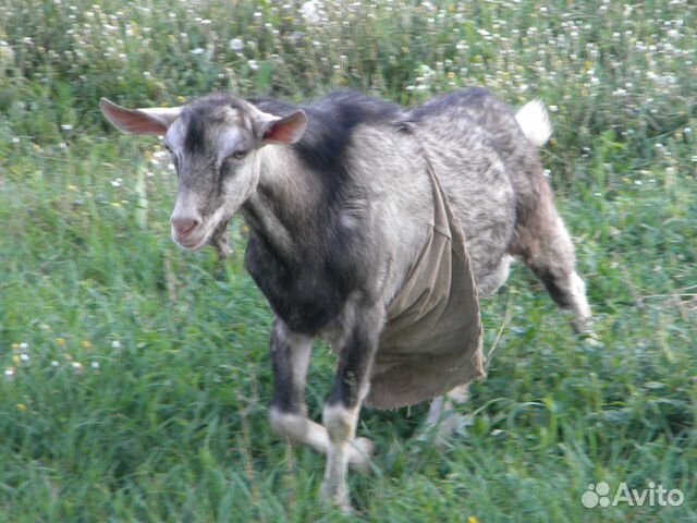 Козлы на покрытие