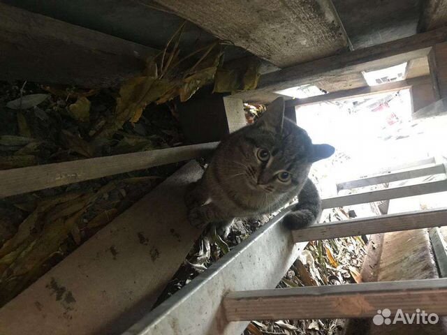Котенок Мурка, 6 мес., живет у храма