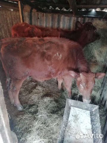 Бычок и телка