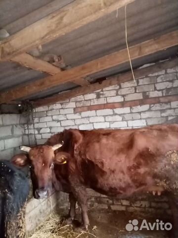 Корова и бычок