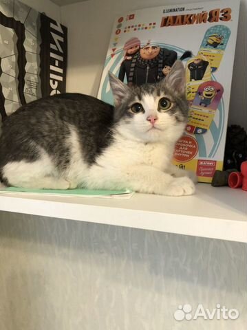 Котенок Йоши