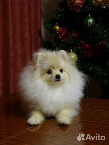 Шпиц для фотосессий