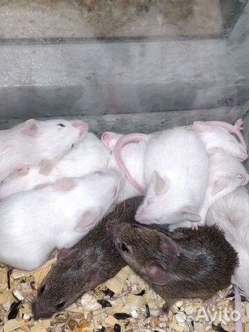 Мышь декоративная оптом