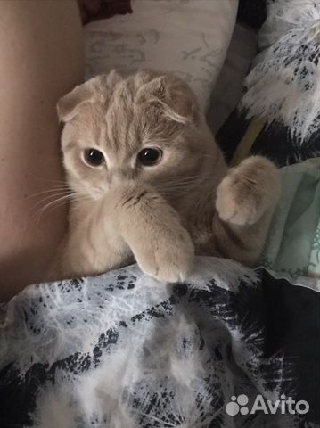 Вязка Шотландский вислоухий кот