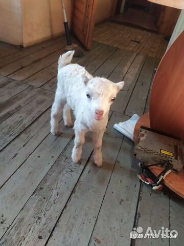 Козлята Ла-Манча