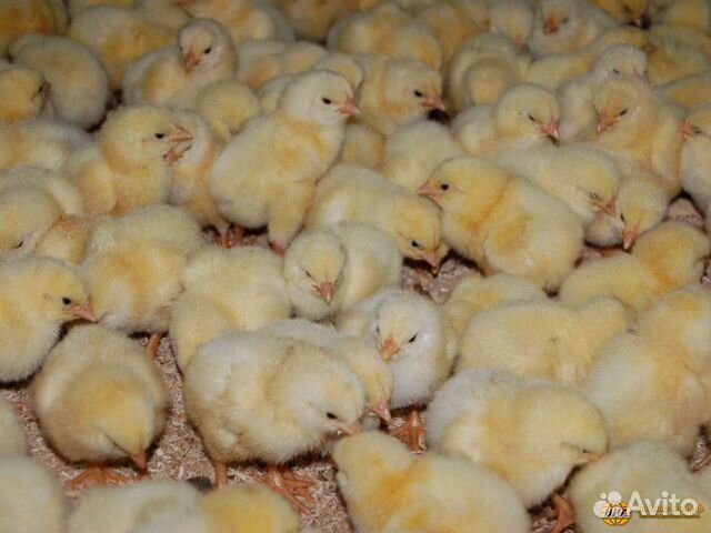 Суточный цыпленок кобб 700