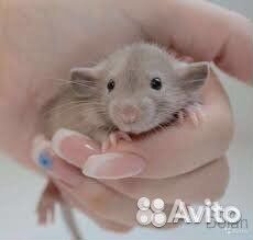 Малыши крысятки Дамба