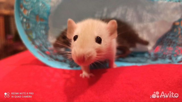 Крысята дамбо сиамчики крыса