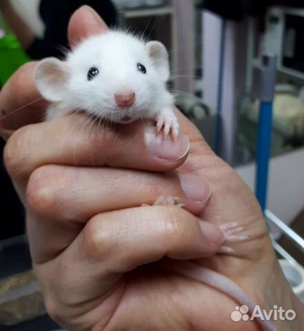 Декоративные крысы дамбо