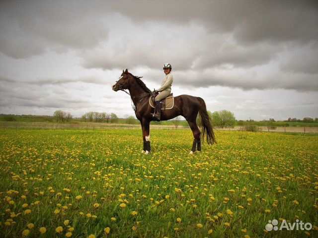 Тракененский жеребец, случка