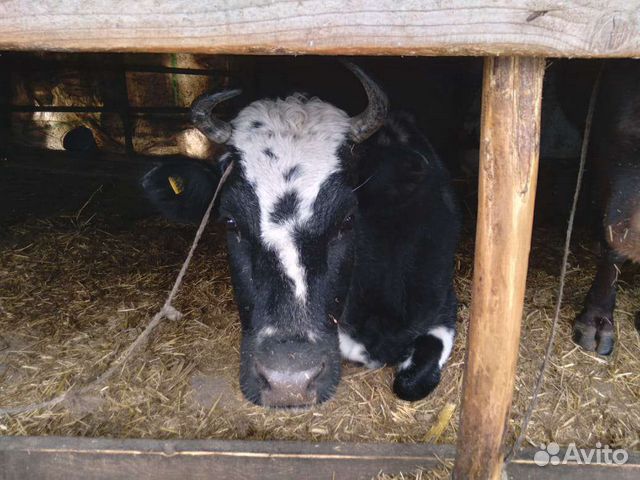 Корова дойная