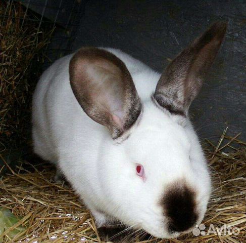 Крол на обмен