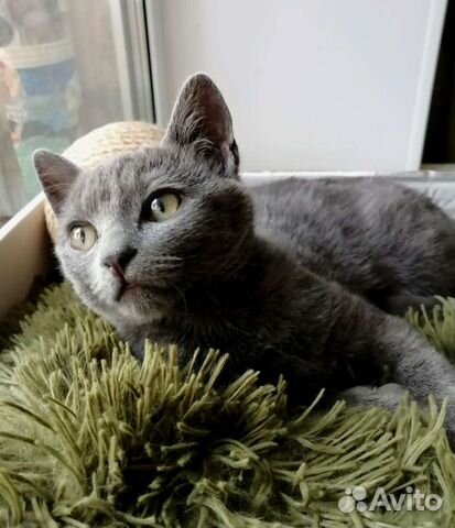 Котенок 7 месяцев