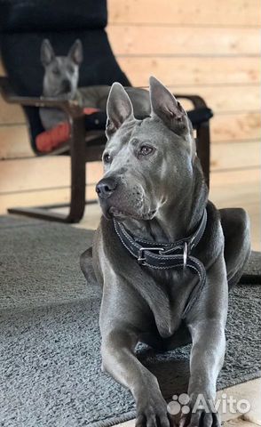 Щенки Тайский Риджбек