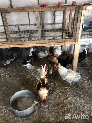Черные Куры Несушки,Цветные Петухи,Индейки,Индоутк