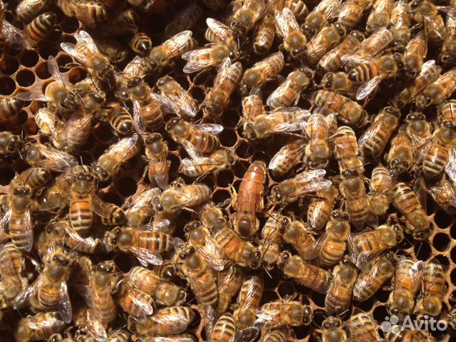 Продаются пчелопакеты